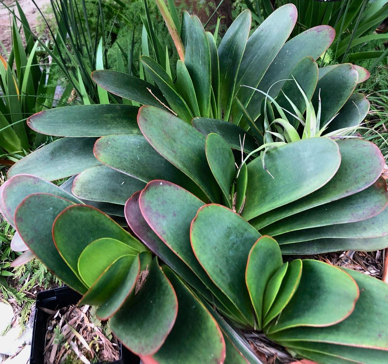 Kumara (aloe) Haemanthifolia - 5 Seeds - Etsy