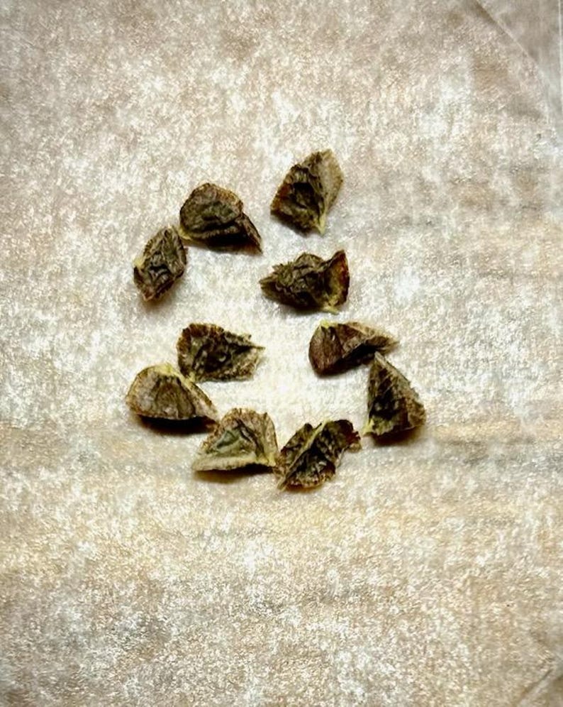 Kumara (aloe) Haemanthifolia - 5 Seeds - Etsy