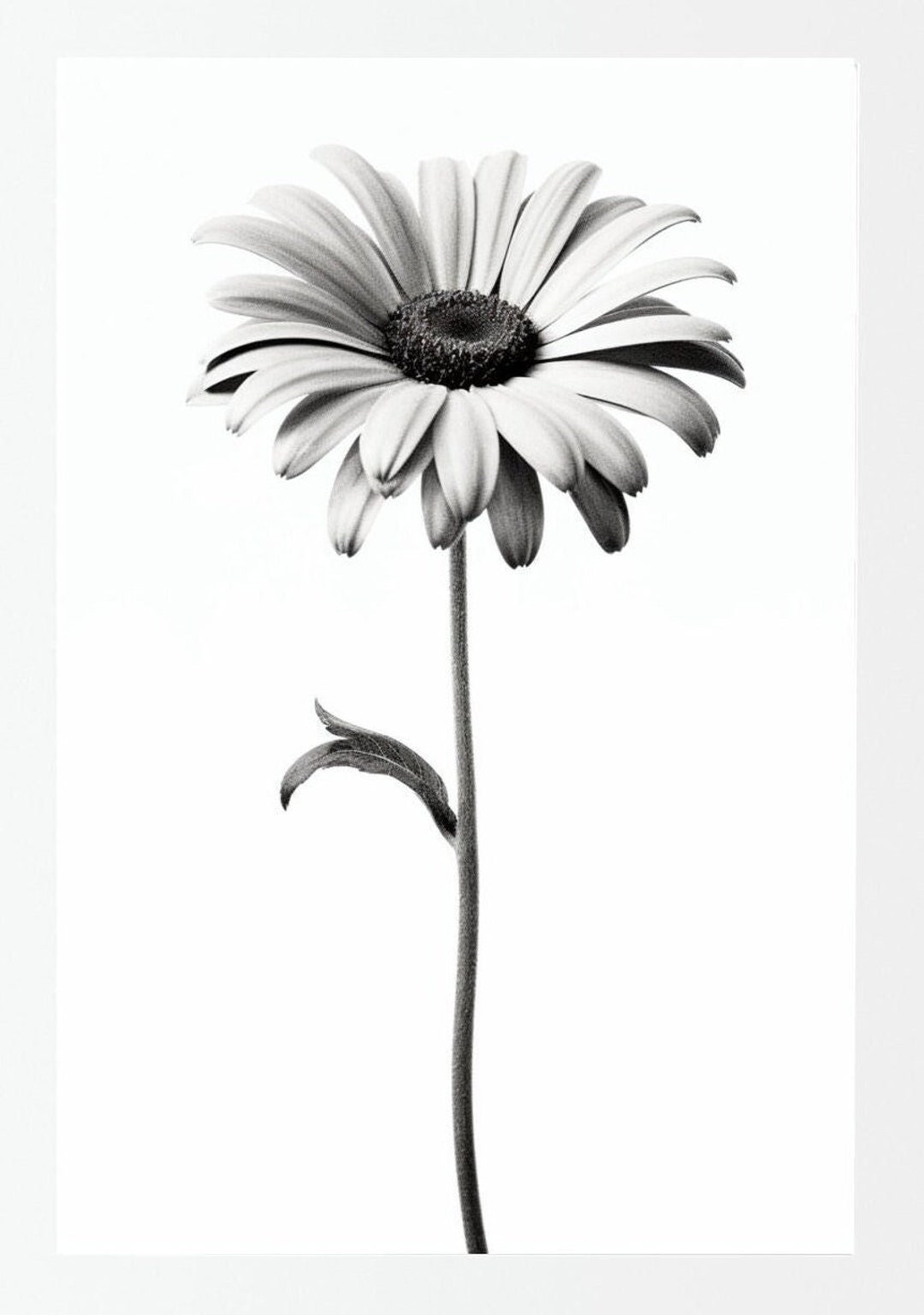 Delicate Daisy: Pencil Sketch Style Art on White Background - Etsy