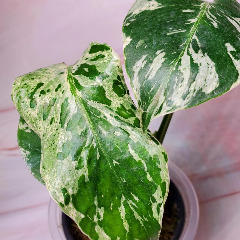 Monstera Devil Monster - Etsy