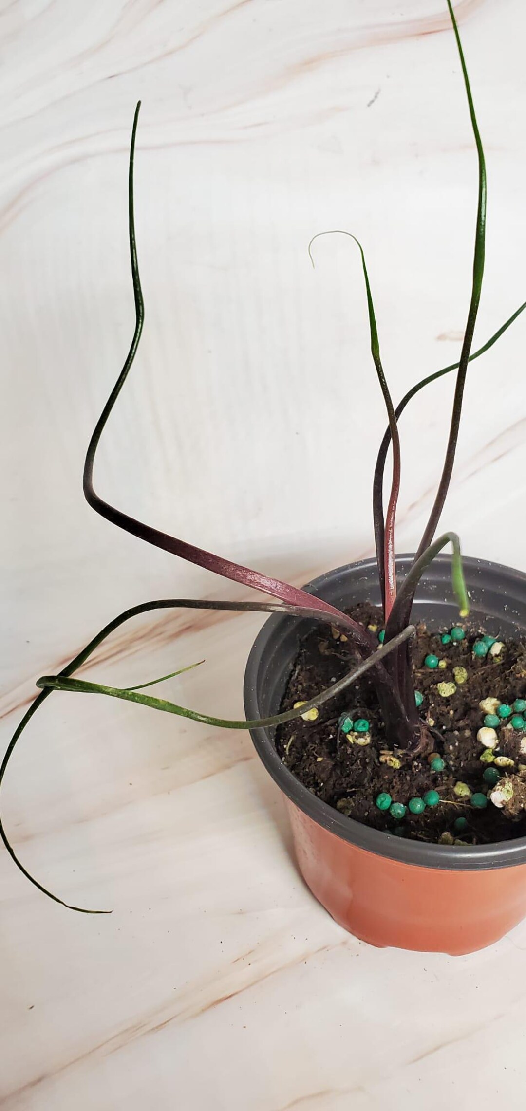 Alocasia Flying Squid | Rare Exact Plant | Exact Live Plant - Etsy