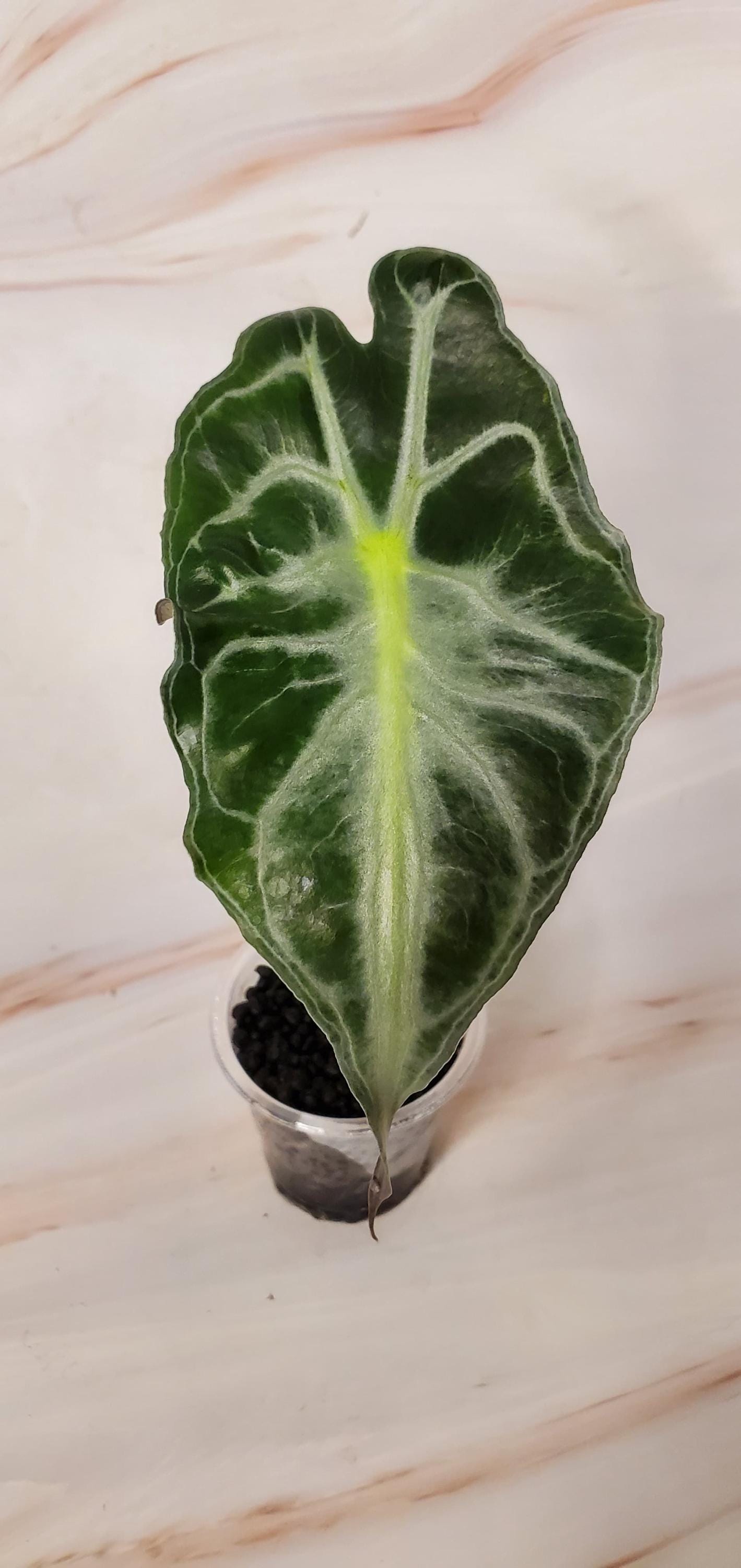 Rare Alocasia Venom | Exotic Houseplant | Exact Plant - Etsy