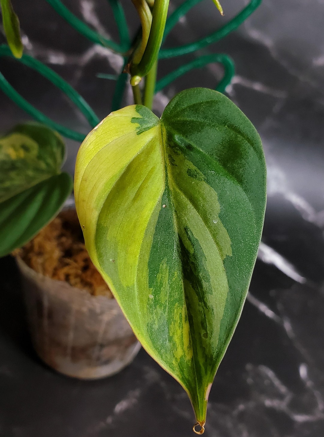 Variegated Micans Aurea Philodendron EXACT Plant - Etsy