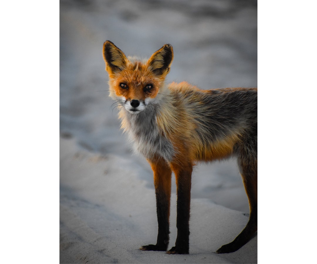 Wildlife Photography Print - Red Fox - Etsy