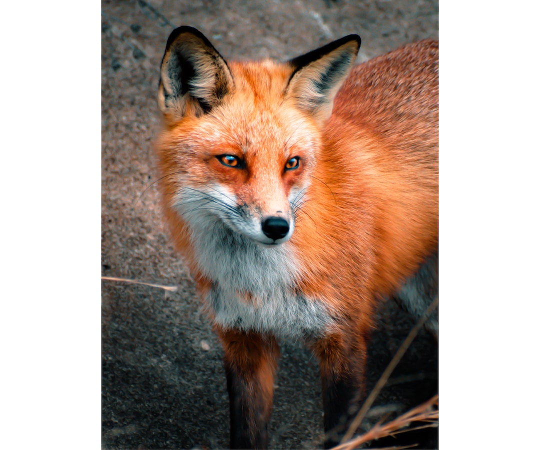 Wildlife Photography Print - Red Fox - Etsy