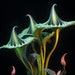 Otherworldly Flora - Digital Art Print of Alien Plant From Exotic Realm ...