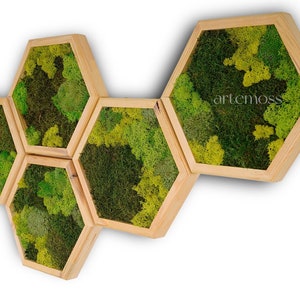 Hexagon Moss Wall Art Moss Wall Decor Preserved Moss Art Framed Moss ...