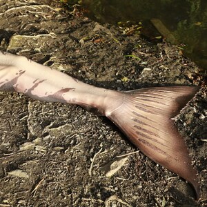 Ariel Slick Silicone Mermaid Tail cheaper Prices on My Instagram ...