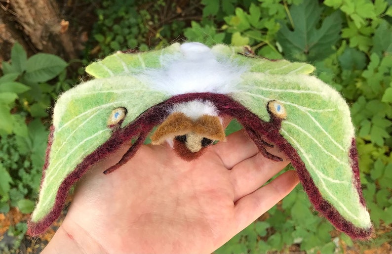 Needle Felted Luna Moth - Realistic - Gift for Entomologists and Bug ...