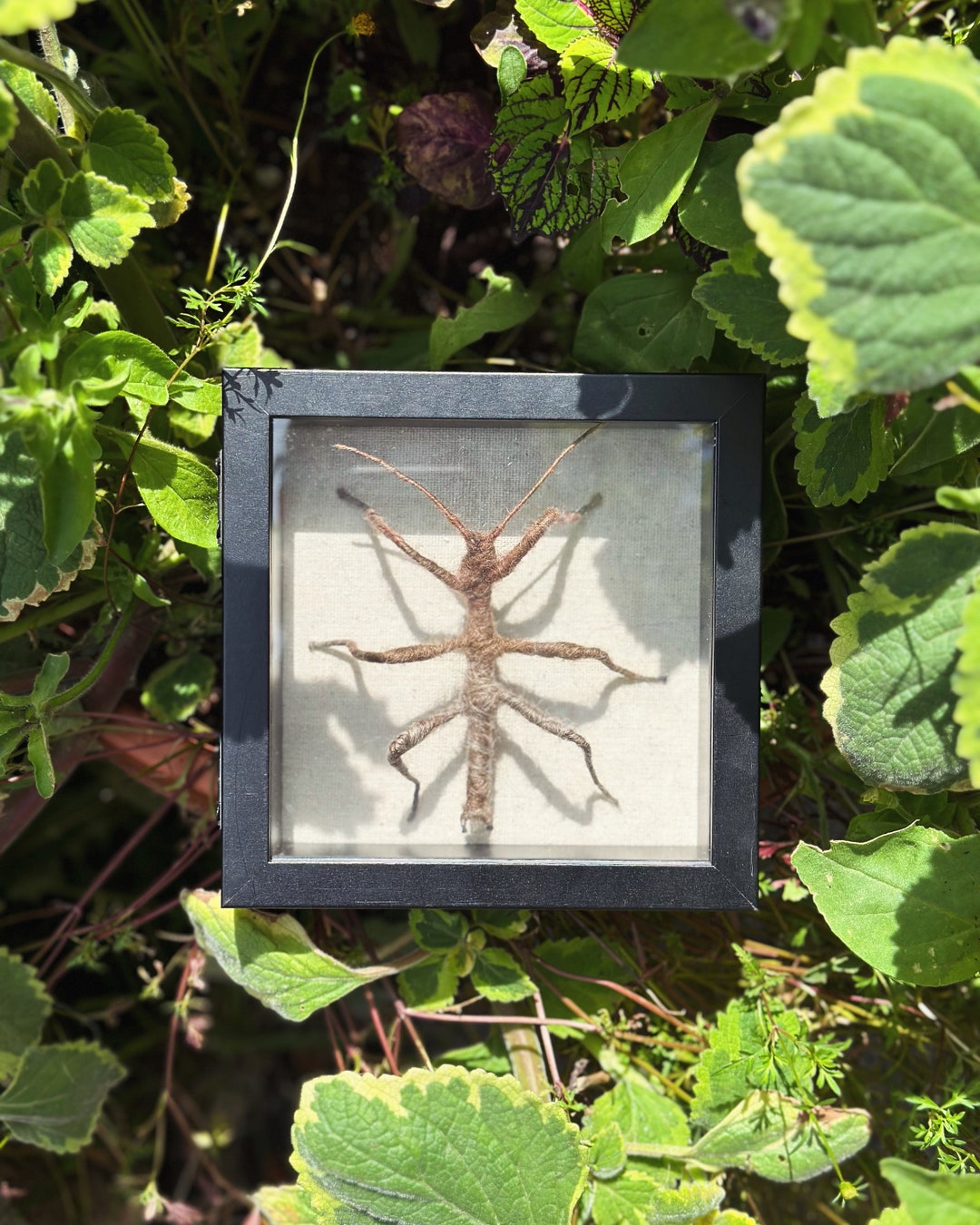 Needle Felted Bug - Stick Bug - Gift for Bug Lovers - Fake Taxidermy ...