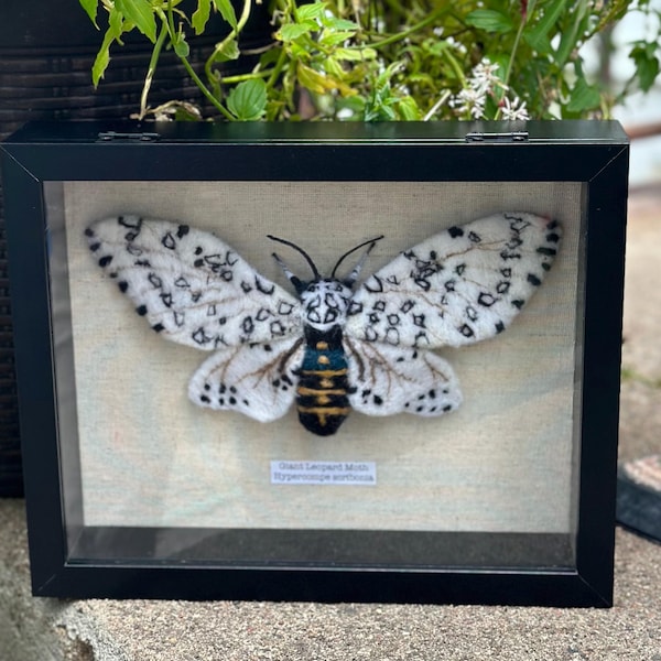 Leopard Moth - Etsy