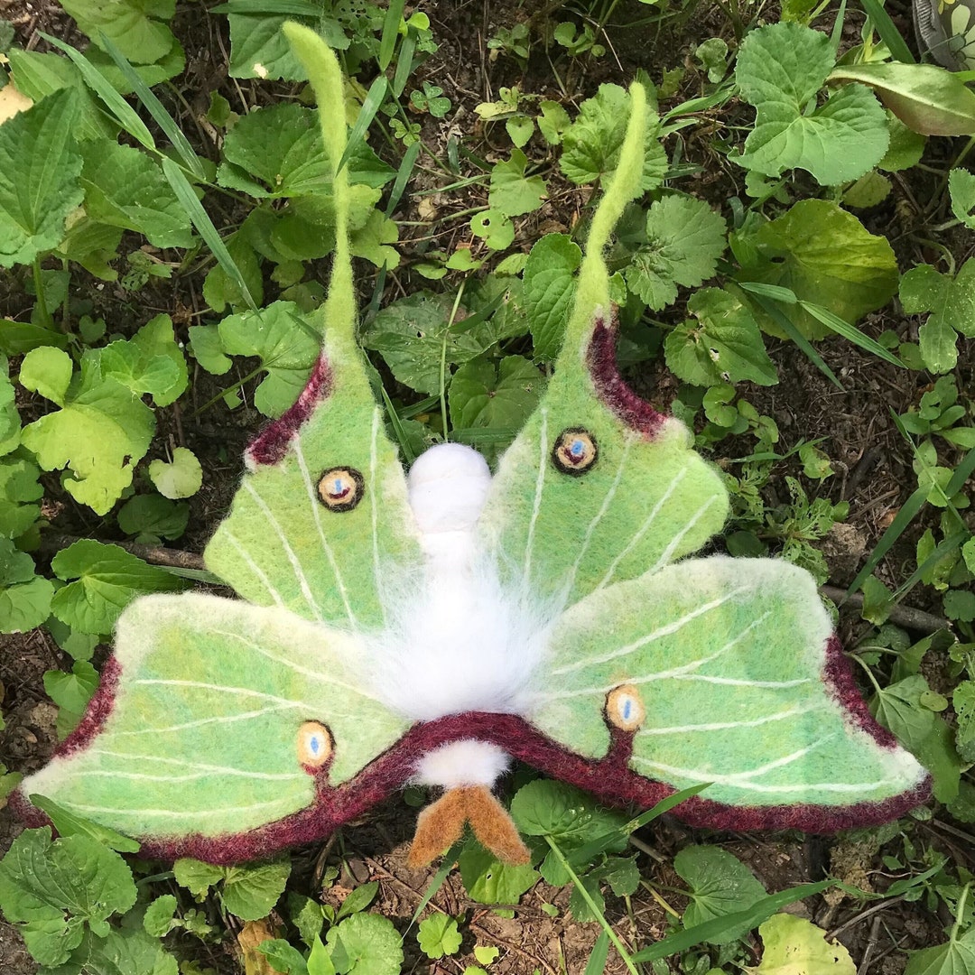 Needle Felted Luna Moth Realistic Gift for Entomologists and Bug Lovers ...