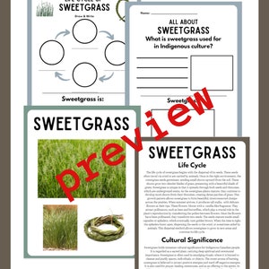 Four Sacred Medicines Life Cycle Unit, Indigenous Education - Etsy