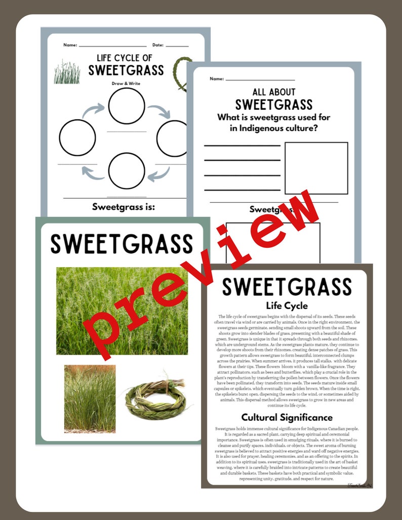 Four Sacred Medicines Life Cycle Unit, Indigenous Education - Etsy