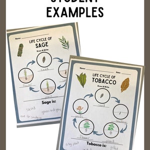 Four Sacred Medicines Life Cycle Unit, Indigenous Education - Etsy