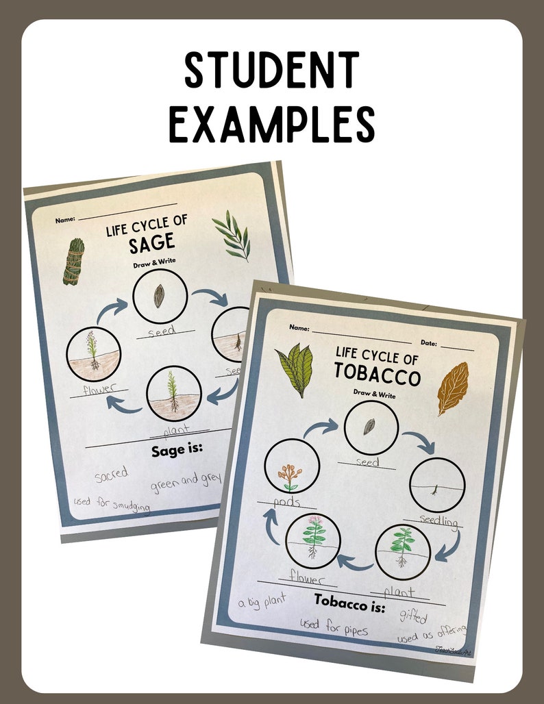 Four Sacred Medicines Life Cycle Unit, Indigenous Education - Etsy