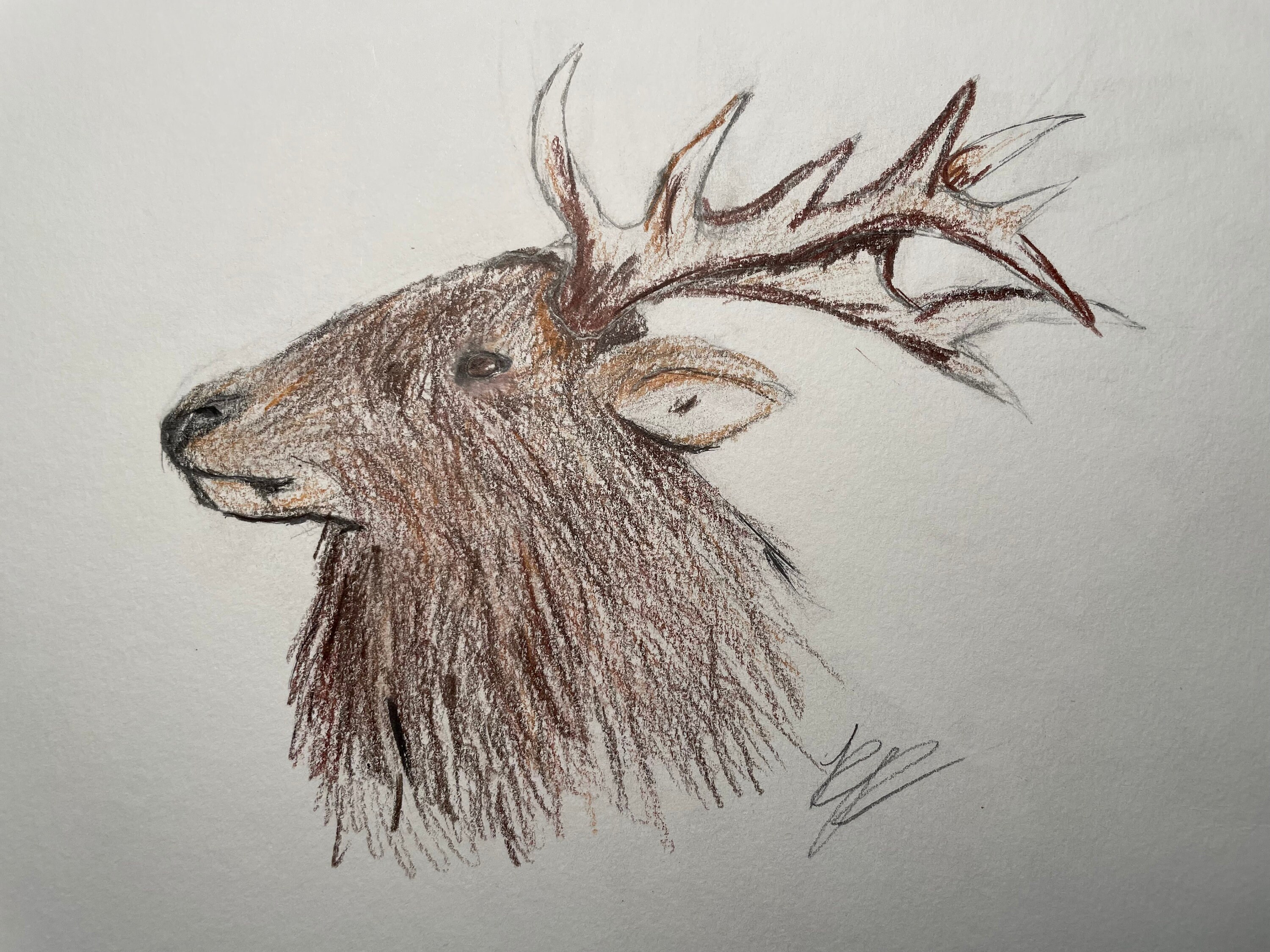 Pencil Drawings Of Elk Heads