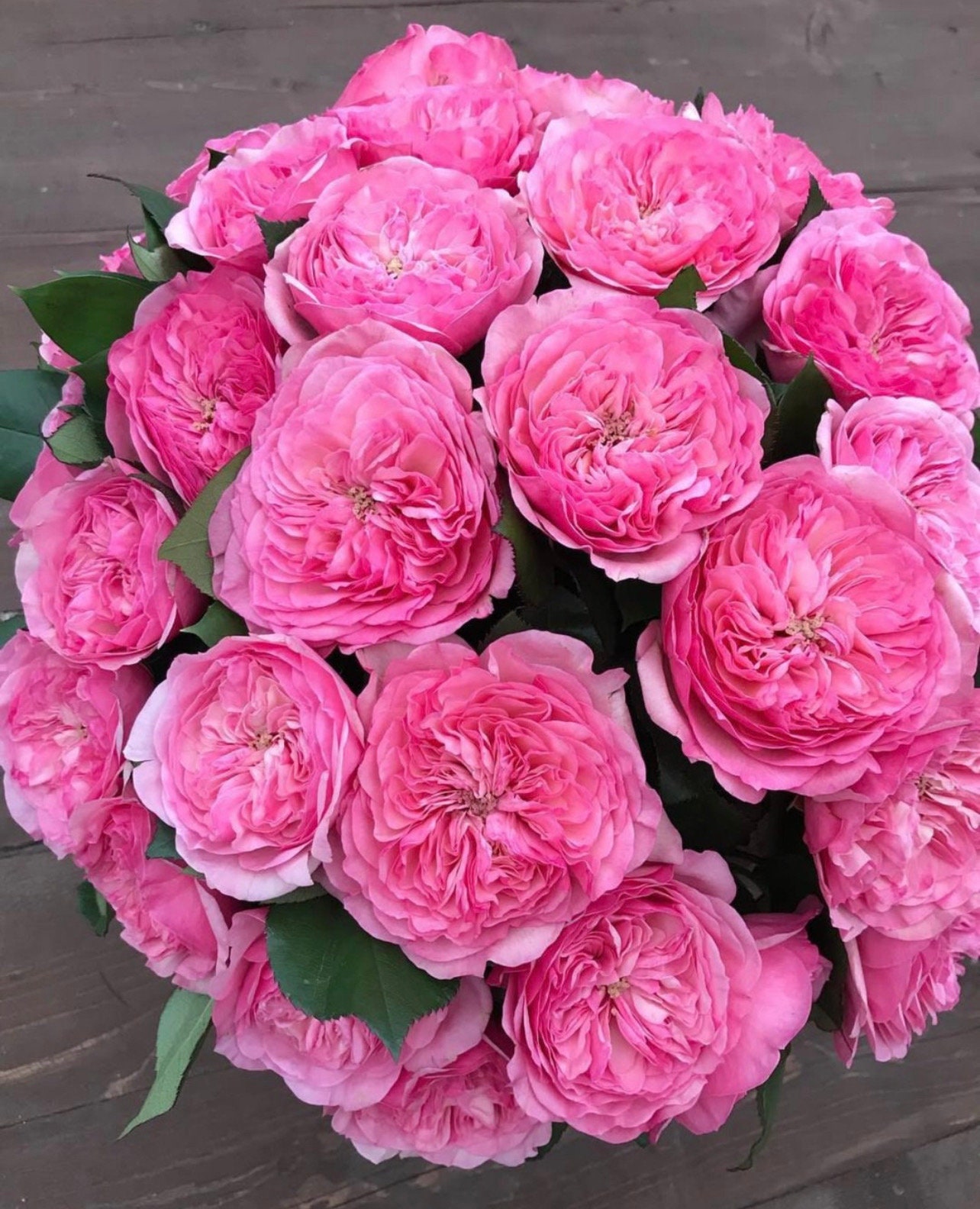 Deluxe & Princess Garden Roses Baronesse in Dark Pink - Etsy