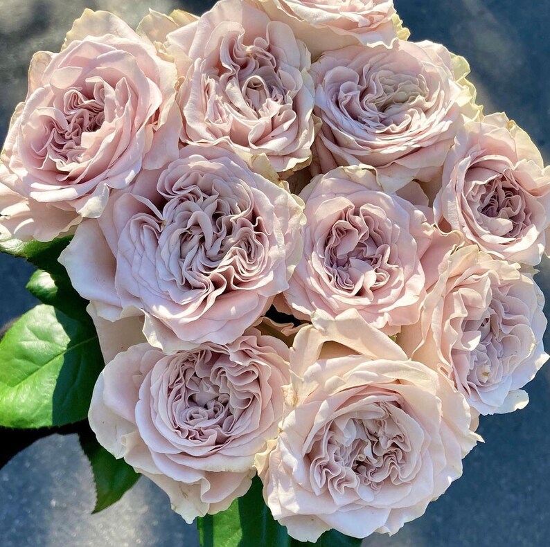 Deluxe Garden Roses Westminster Abbey in Silver - Etsy