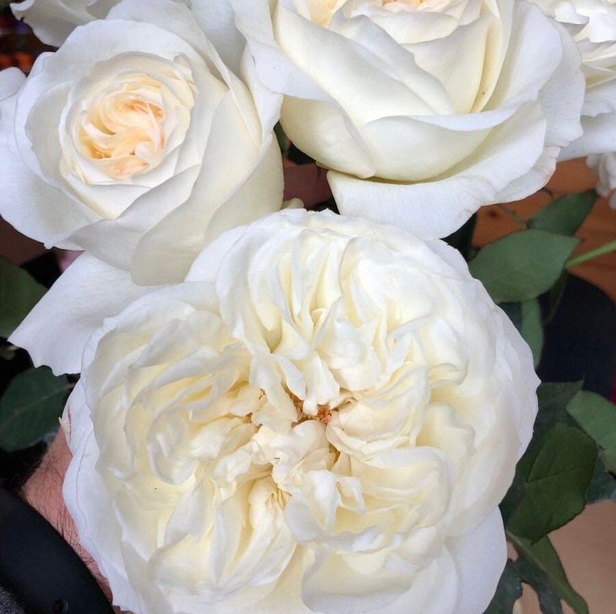 David Austin Garden Roses - Patience in White Cream Bridal Bouquet - Etsy