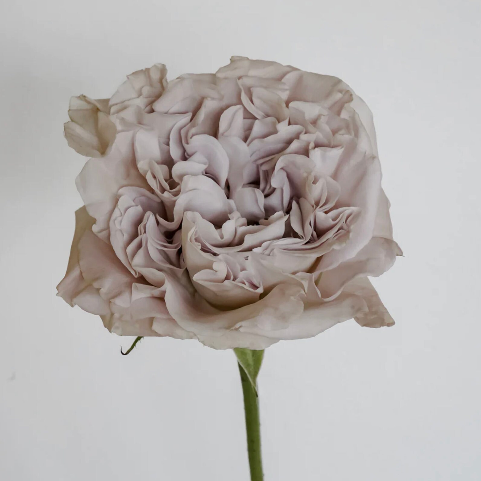 Deluxe Garden Roses Westminster Abbey in Silver - Etsy