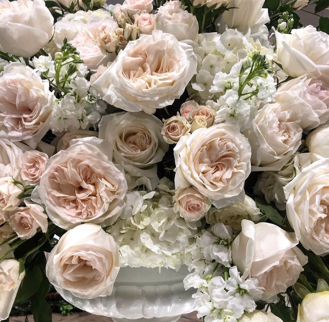 Deluxe & Princess Garden Roses - White O’hara Garden Rose - Etsy