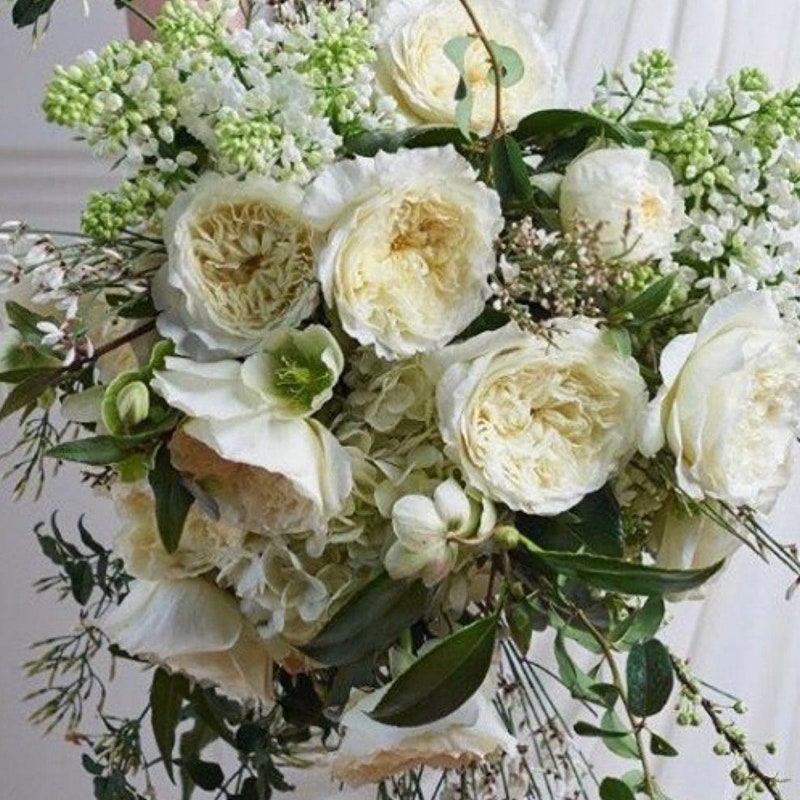 David Austin Roses - Etsy