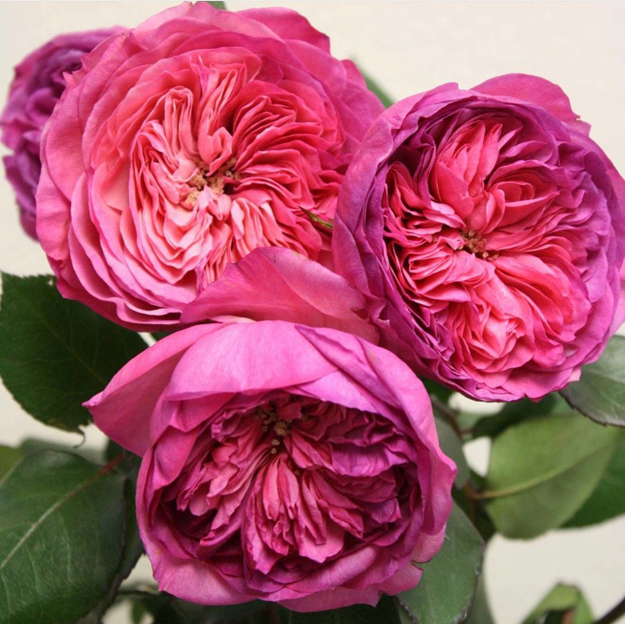 Deluxe & Princess Garden Roses Baronesse in Dark Pink - Etsy