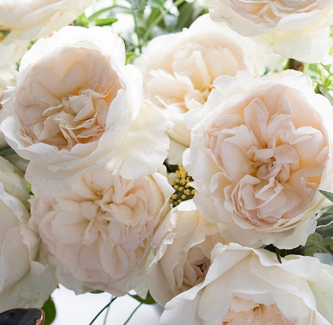 Deluxe Garden Roses - David Austin Garden Rose Purity - Etsy