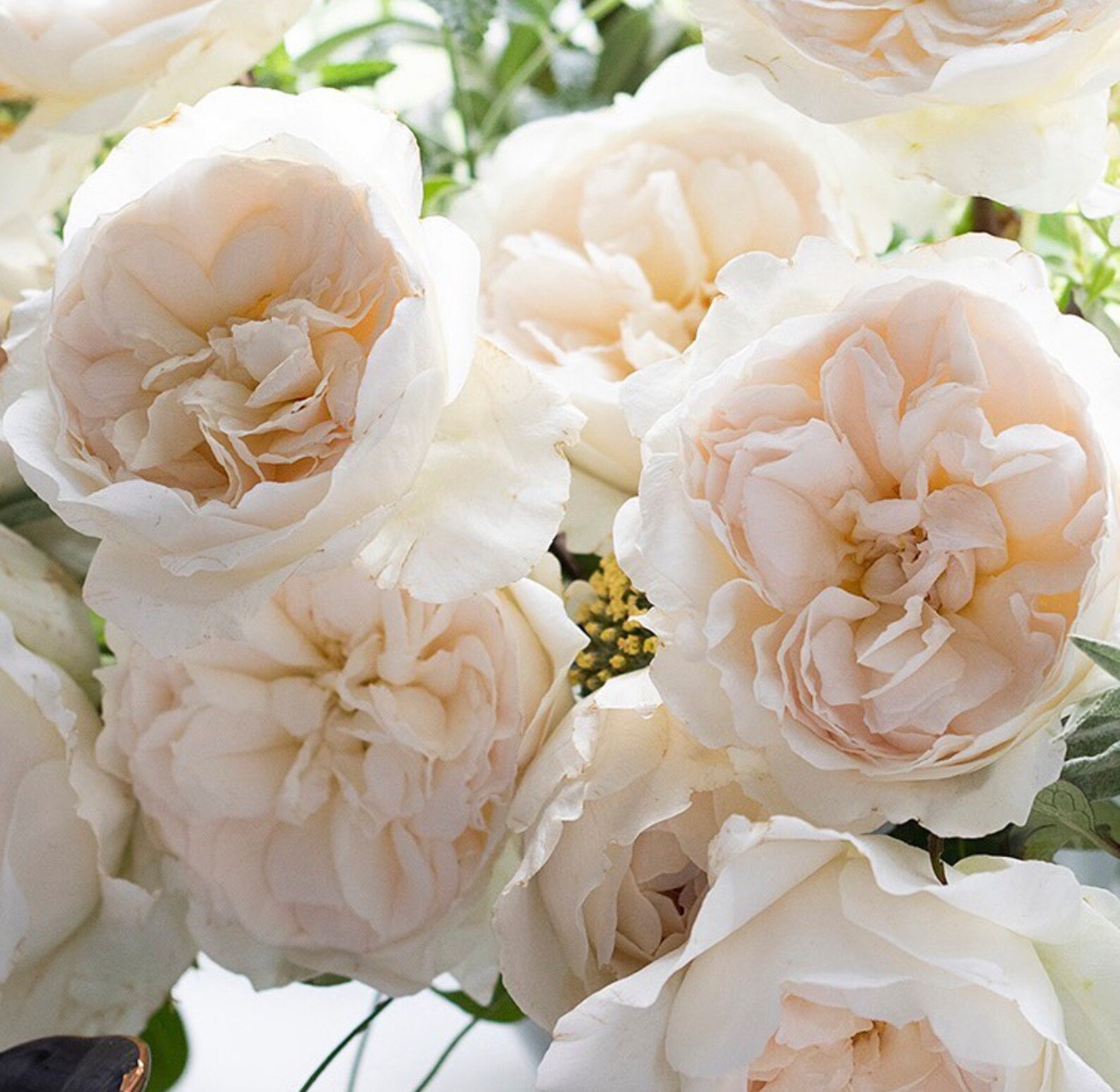 Deluxe Garden Roses - David Austin Garden Rose Purity - Etsy