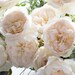 Deluxe Garden Roses - David Austin Garden Rose Purity - Etsy