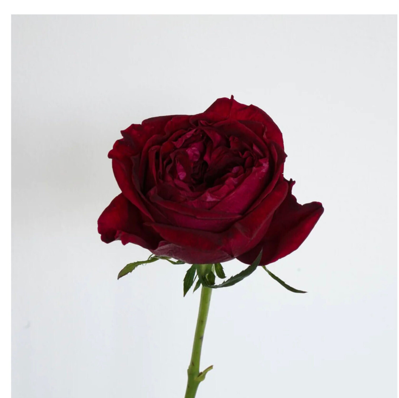 David Austin English Garden Roses Tess in Red - Etsy