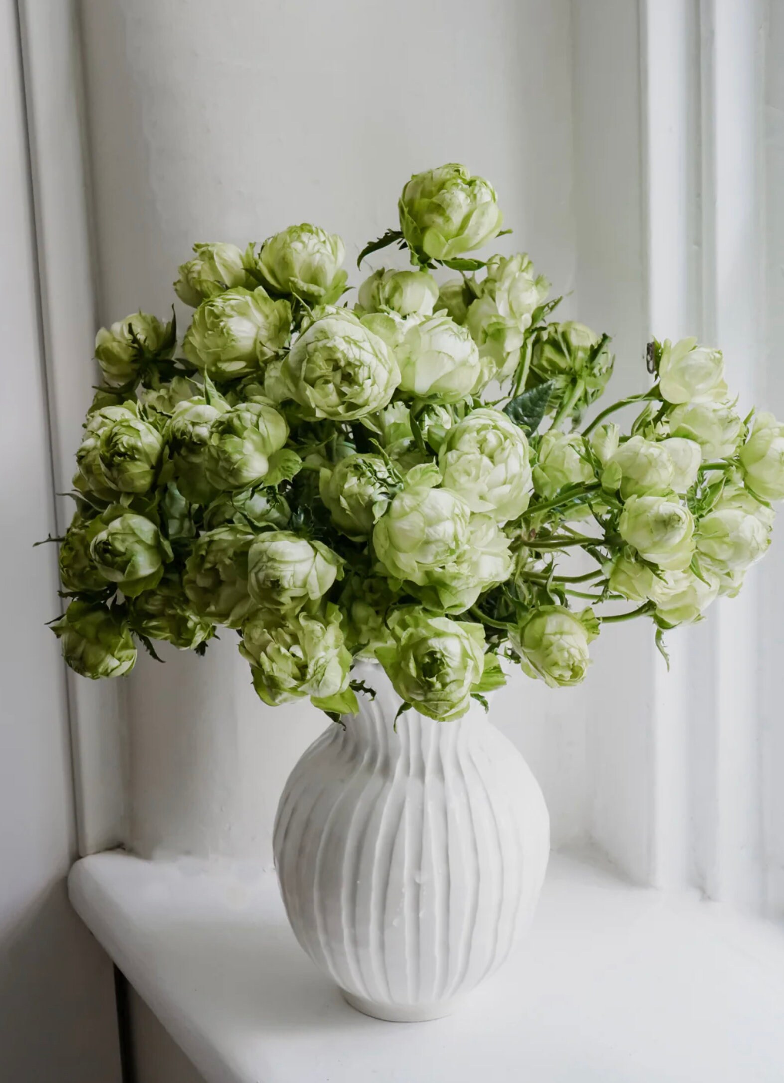 Deluxe & Princess Garden Roses Princess Midori Spray in Green - Etsy