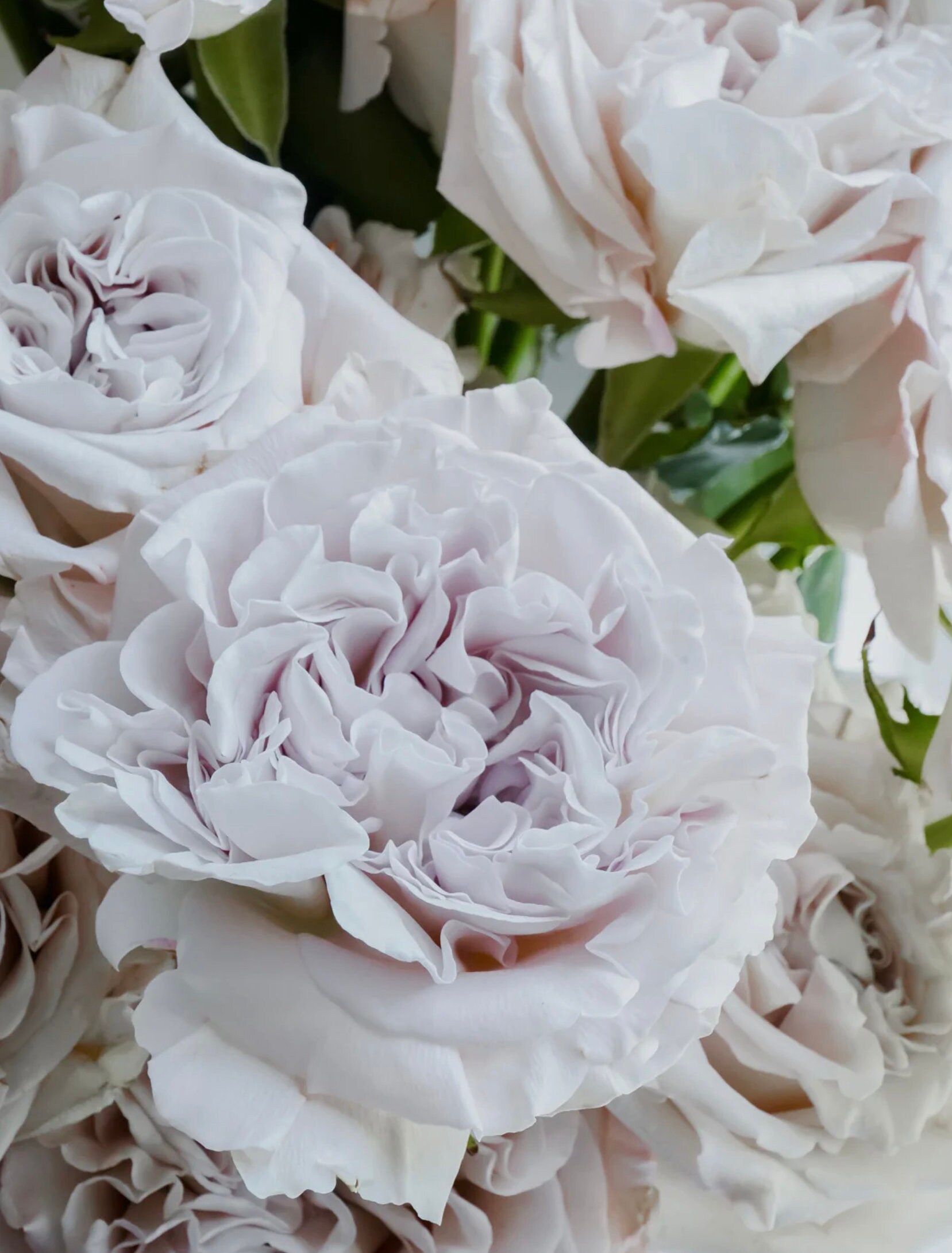 Deluxe Garden Roses Westminster Abbey in Silver - Etsy