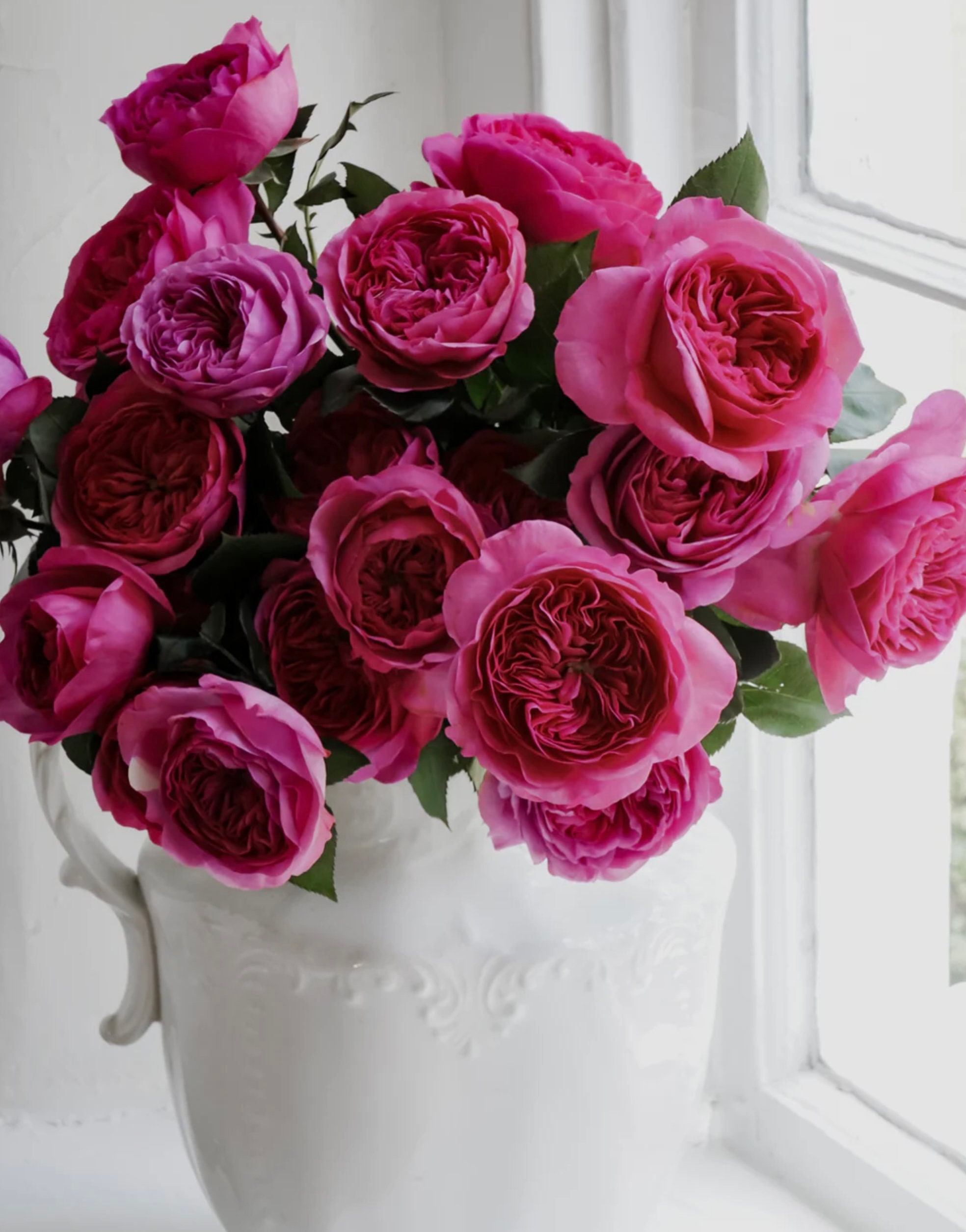 Deluxe & Princess Garden Roses - Baronesse in Dark Pink - Etsy