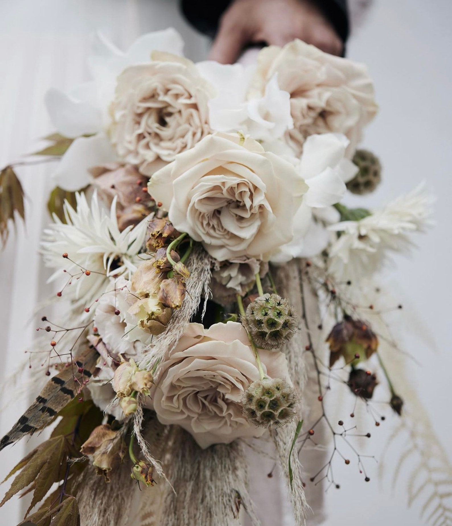 Deluxe Garden Roses - David Austin Garden Rose Purity - Etsy