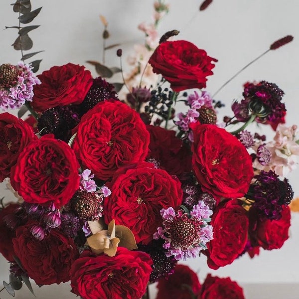 David Austin Roses - Etsy