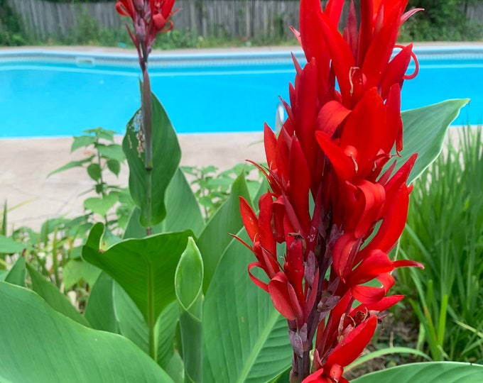 3 Red Canna Lilies Rhizomes or Plants - Etsy