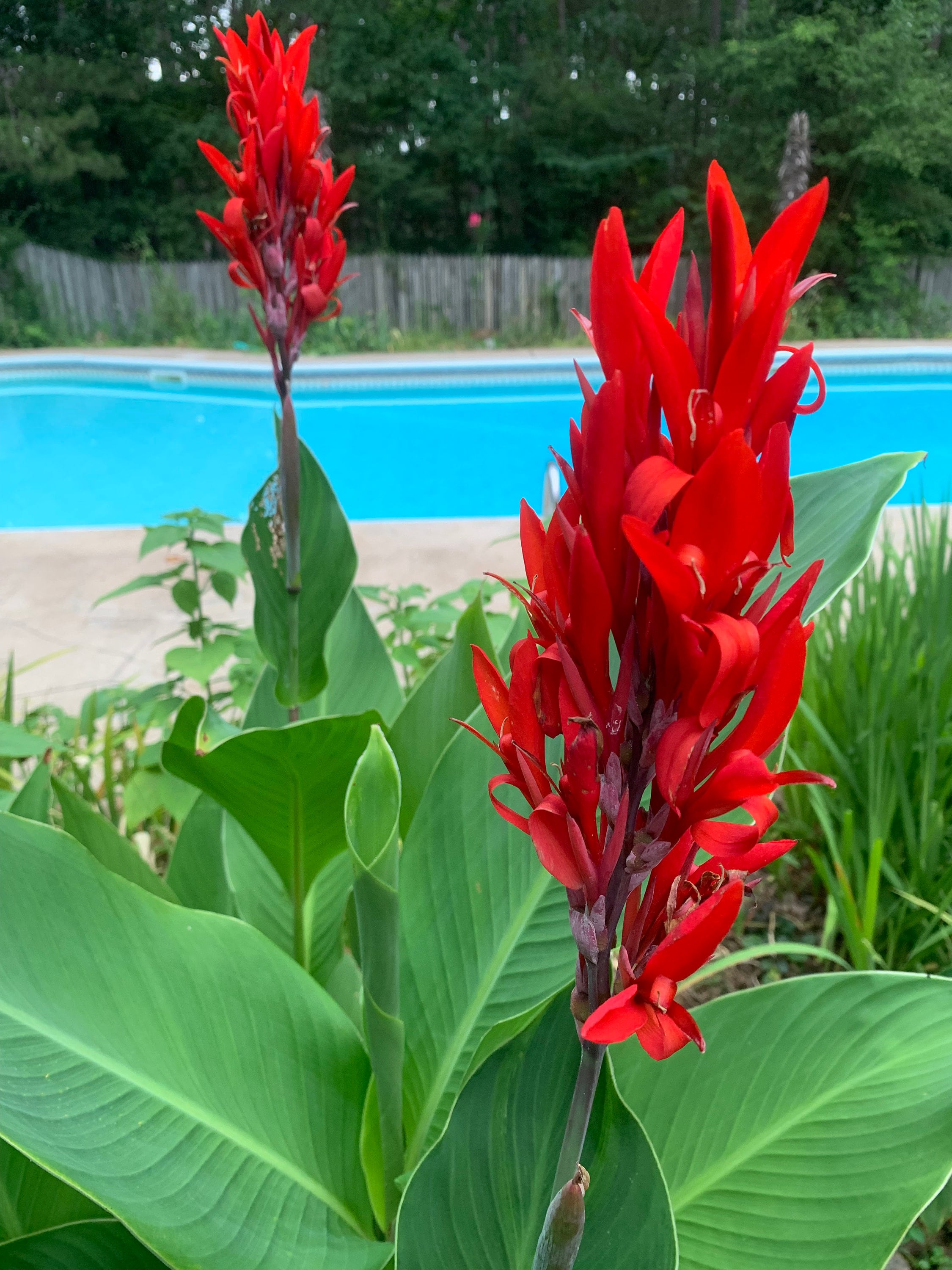 3 Red Canna Lilies Rhizomes or Plants - Etsy