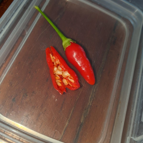 Pepper X Seeds - Etsy