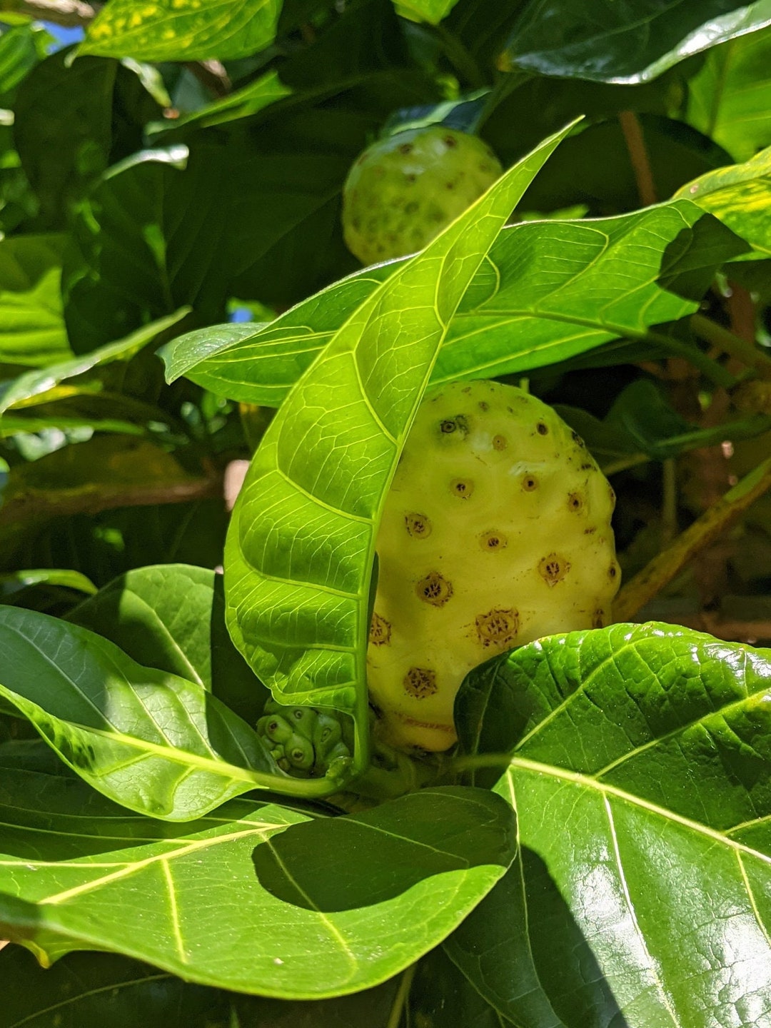Hawaiian Noni Leaves Fresh or Dried, Organic, 2oz - Etsy
