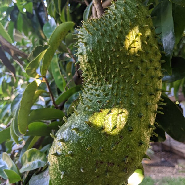 Soursop Fruit - Etsy