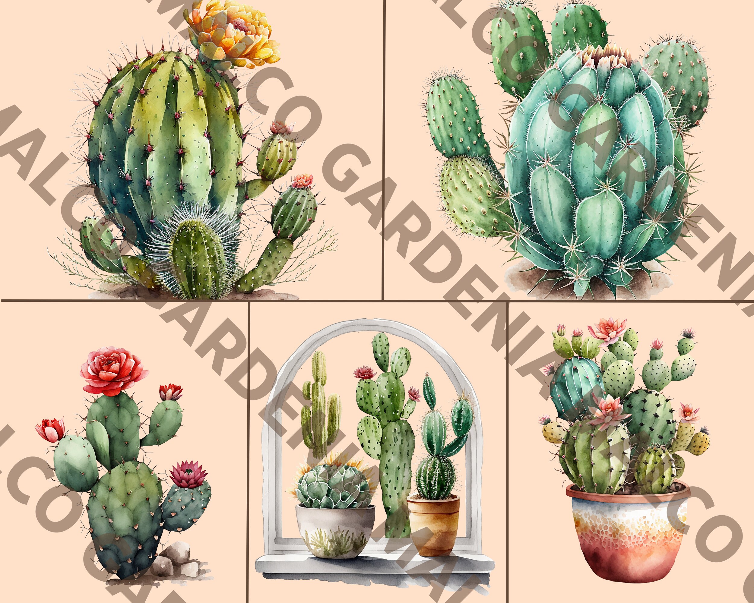 Watercolor Cactus Clipart - Transparent Digital Png, Instant ...