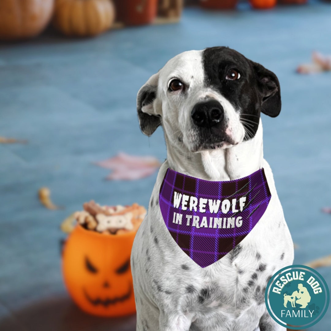 Halloween Dog Bandana Collar "werewolf in Training", Halloween Dog ...