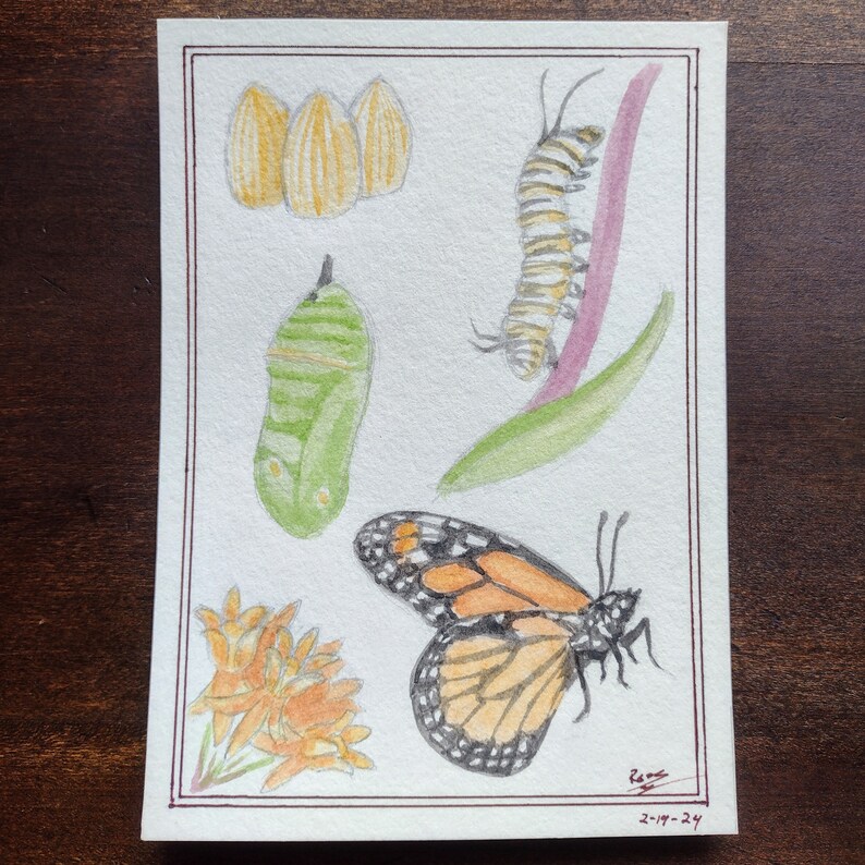 Hand-painted Monarch Butterfly Life Cycle Art - Etsy