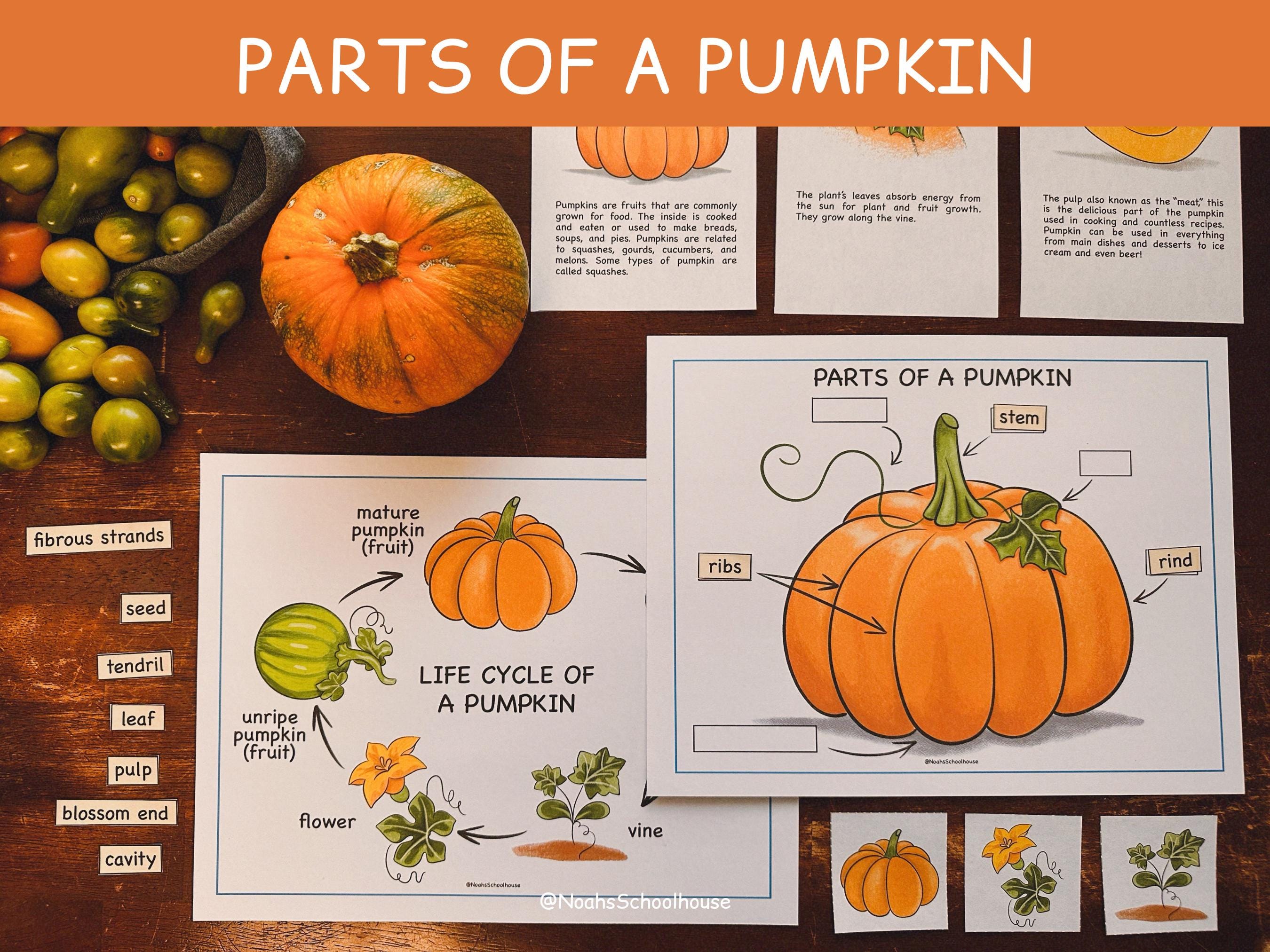 Printable Parts / Anatomy of a Pumpkin Unit Study Homeschool Fall Study ...