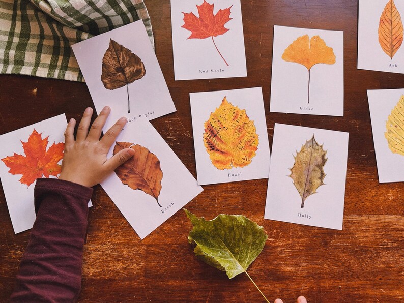 Printable Autumn Leaves Flashcards | Watercolor Leaves Flashcards ...