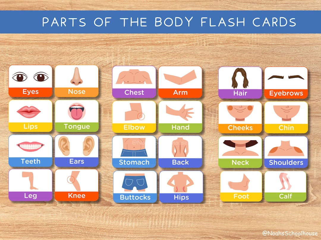 Printable Human Body Parts Anatomy Flashcards Homeschool Toddler ...