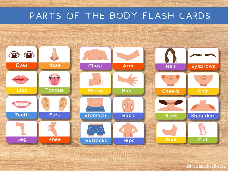 Printable Human Body Parts Anatomy Flashcards Homeschool Toddler ...
