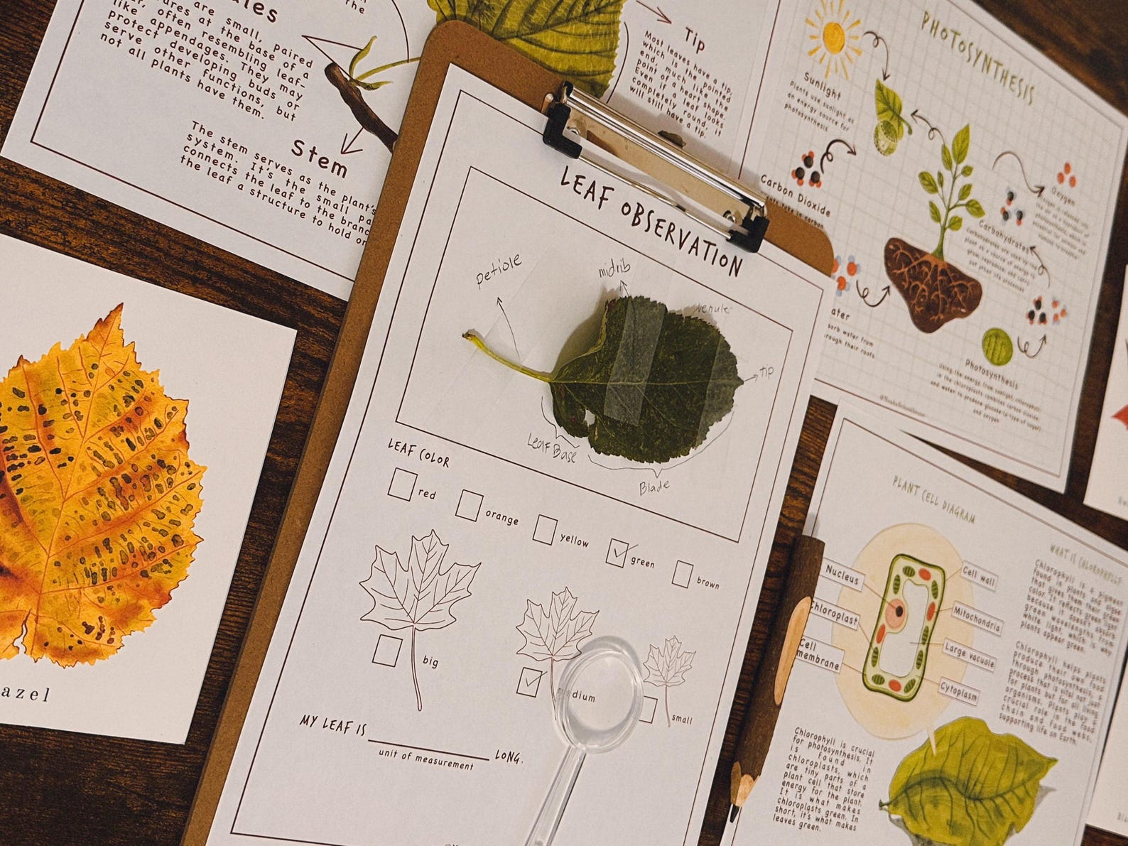 Printable Leaf Unit Study Nature Study Kids Botany Homeschool - Etsy